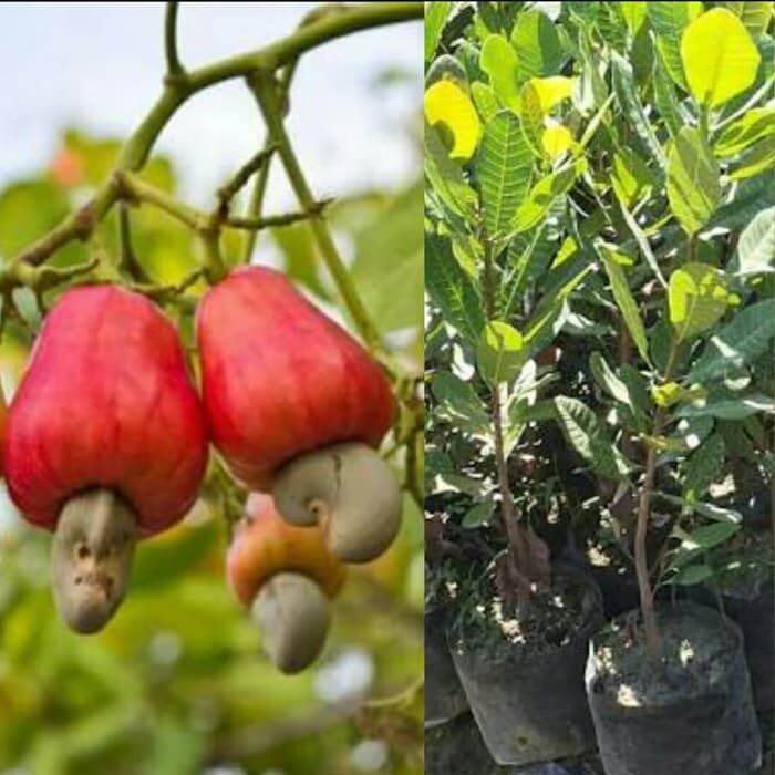 Bibit Jambu Mede Bibit Jambu Monyet Pohon Jambu Mede | Lazada Indonesia