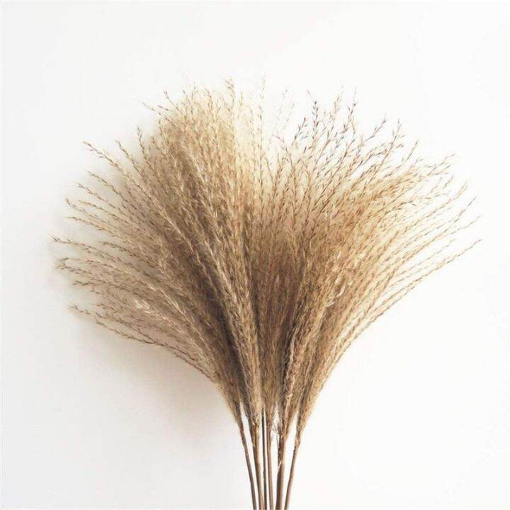 Dried Reed Fluffy 12 stems Pampas Real Flower | Lazada PH