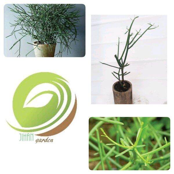 bibit tanaman patah tulang-pohon kayu urip-tumbuhan hias dan obat ...