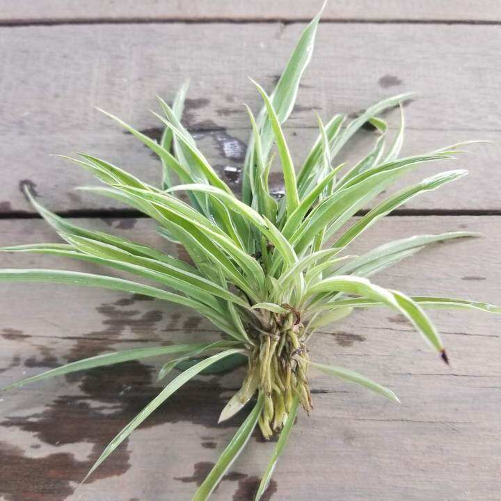 TSC - Variegated spiderplant baby / keratan anak pokok spider plant ...