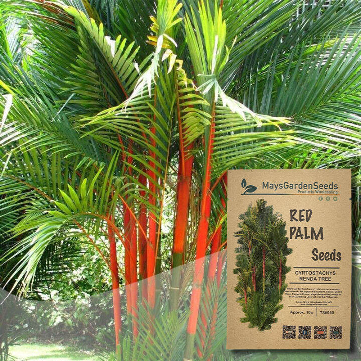 Red Palm Seeds, Cyrtostachys Renda Seeds, Tree Seeds#030 | Lazada PH