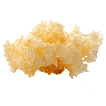 White Fungus,Cendawan Putih雪耳/白木耳60g | Lazada