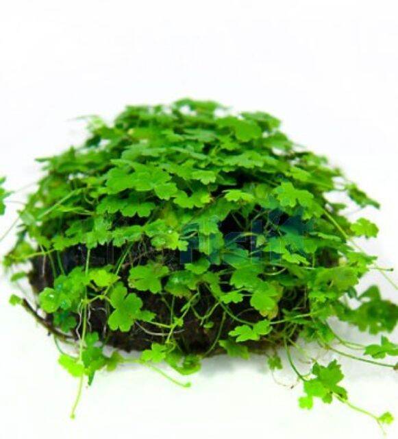 Hydrocotyle Tripartita Japan / sp Australia - POT (Aquascape/Aquarium ...