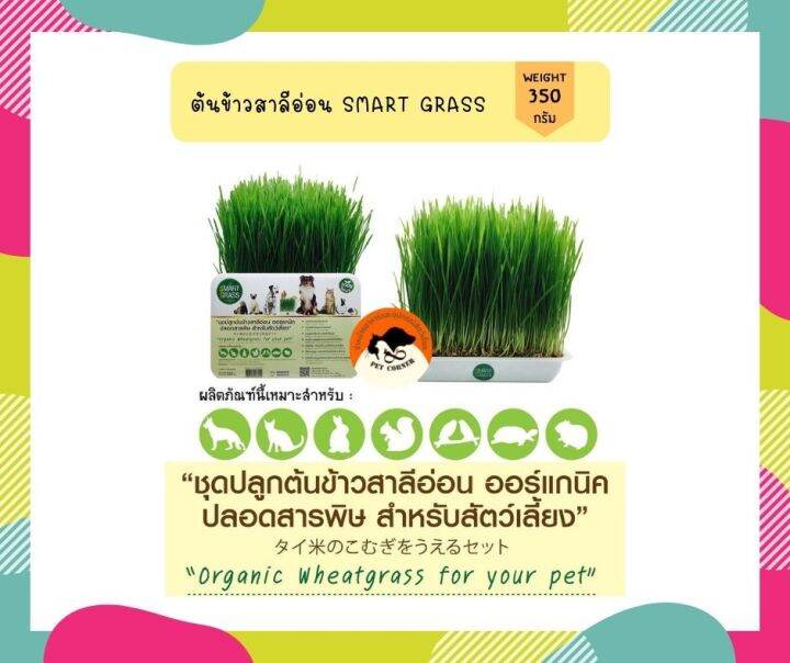 SMART GRASS ชุดปลูกต้นข้าวสาลีอ่อน ออร์แกนิค ปลอดสารพิษสำหรับสัตว์เลี้ยง 350 g. | Lazada.co.th