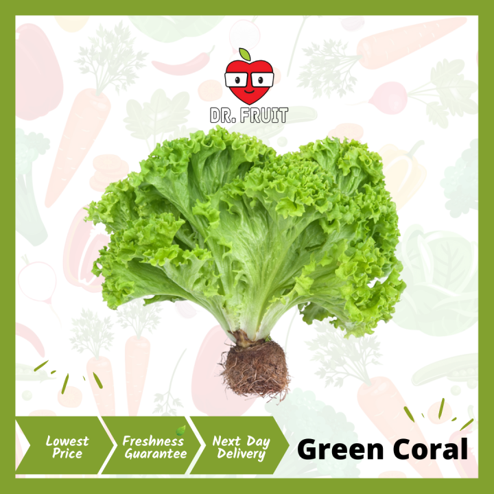 Green Coral 250g 300g 青生菜 Dr Fruit Salad Kampung Salad菜 无铅生菜 Lazada