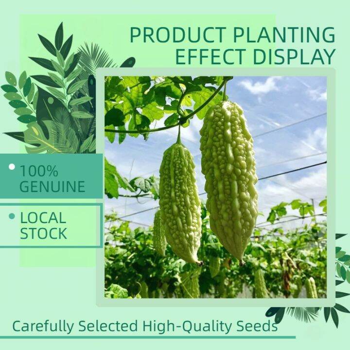 Green Bitter Gourd Seed 10 Seeds F1 Hybrid Balsam Pear Seeds Vegetable ...