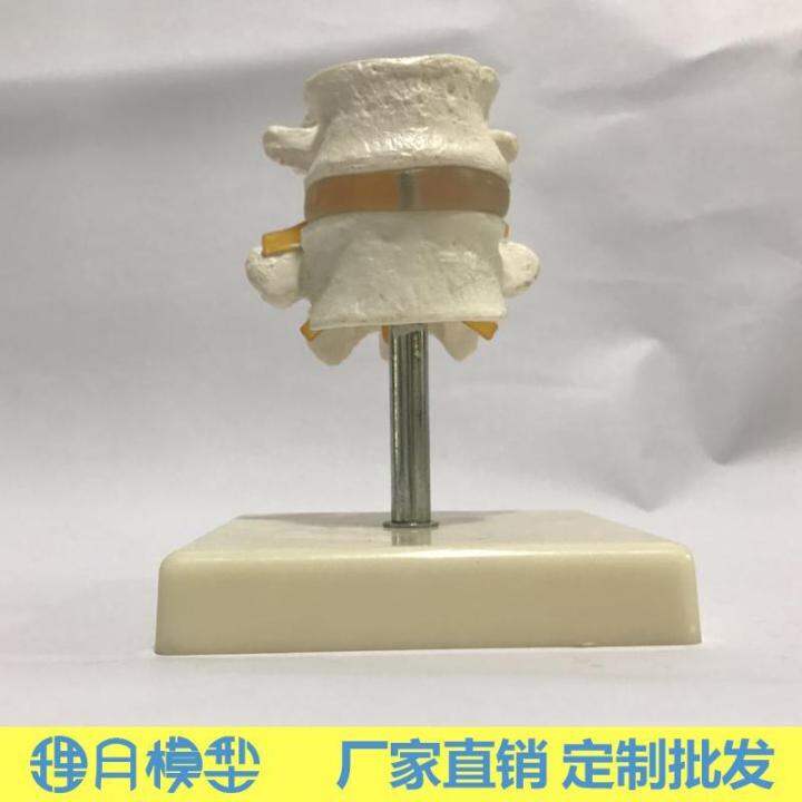 Human Spine Model Skeleton Model Spine Spine Model Medical Nerve Bone ...