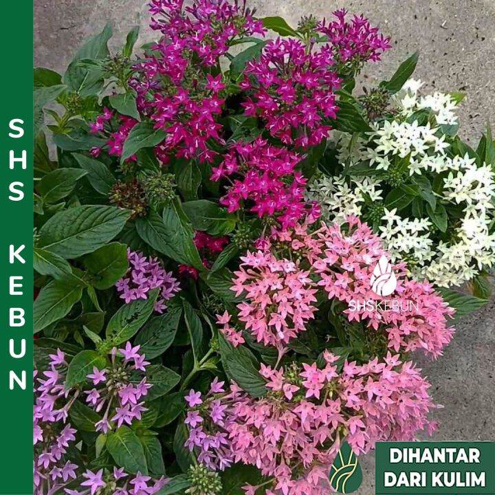 Pokok Bunga Pentas Lanceolata Random Color Pokok Bunga Bintang Mesir ...