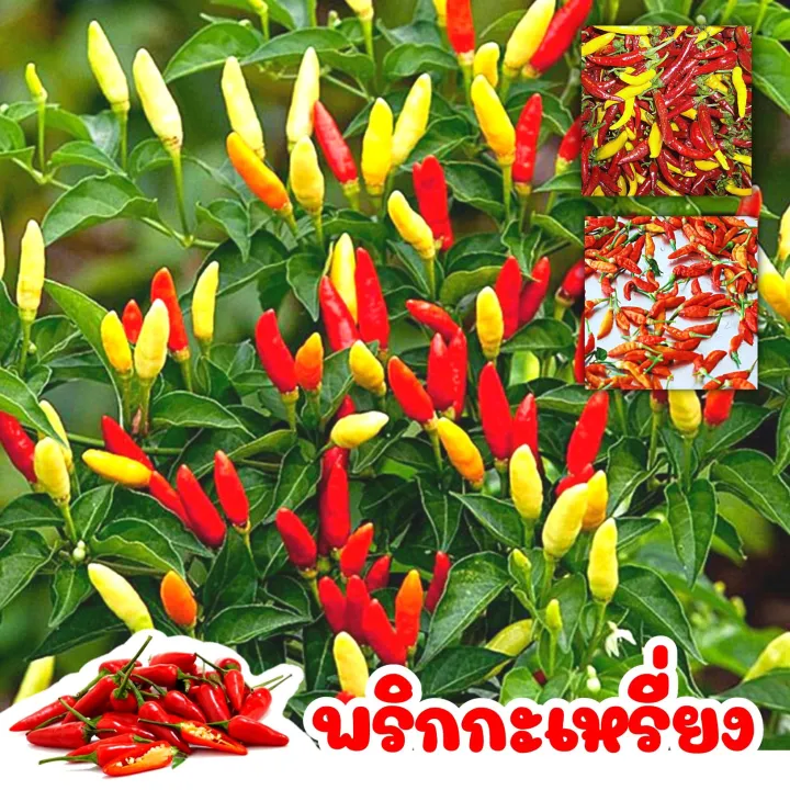 พริกกะเหรี่ยง เมล็ดสั้น,ยาว,ป้อม🎯เผ็ดร้อนสะใจ 🌶งอกง่าย โตไว☘️ ผลดกมาก🌱 ...