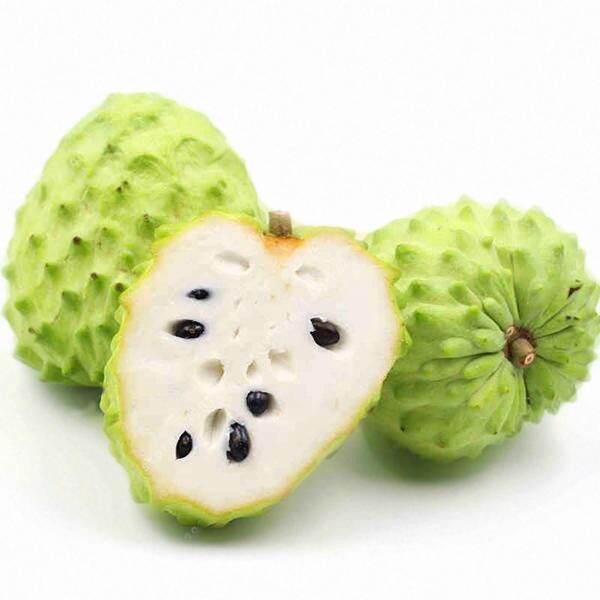 Pack Soursop Seeds Graviola Guanabana Annona Muricata Garden Rare Fruit Tree Seed | Lazada PH