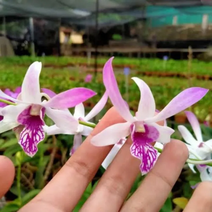 Dendrobium caesar warawan | Lazada Indonesia