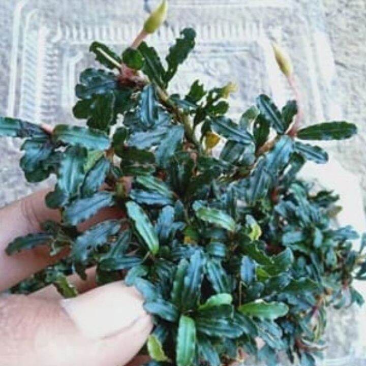 Tanaman aquascape atau aquarium Buce mini / 5 batang | Lazada Indonesia