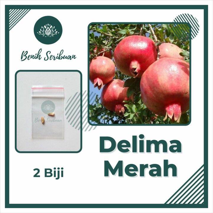 2 Bibit Buah Delima Merah Super Benih Tanaman Buah Red Ruby Non Jumbo ...