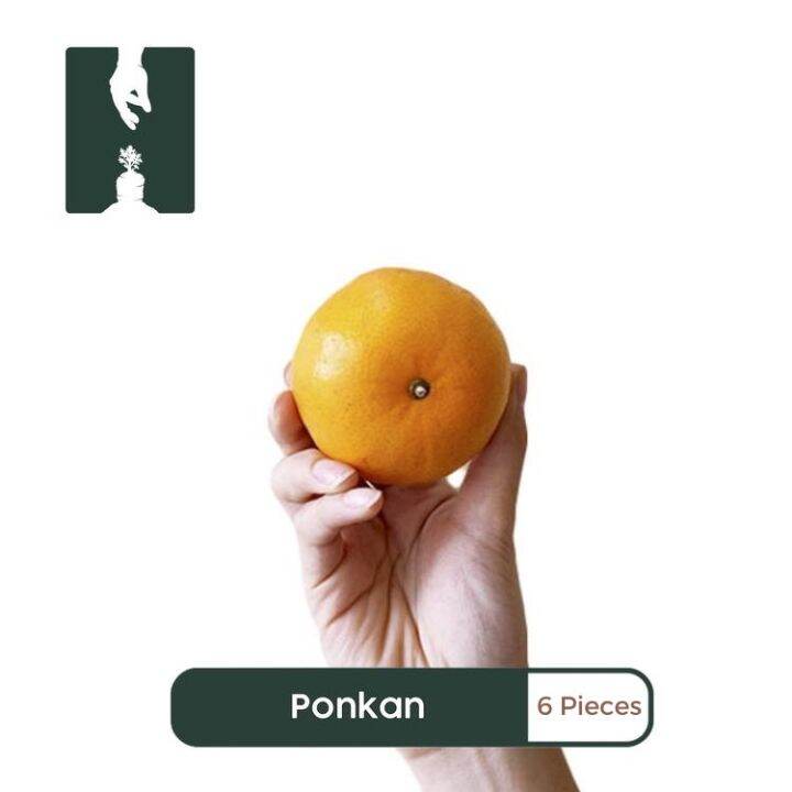 PONKAN BUNDLE — HALF DOZEN — 6 PCS — HI FRED Fruits, Vegetables ...