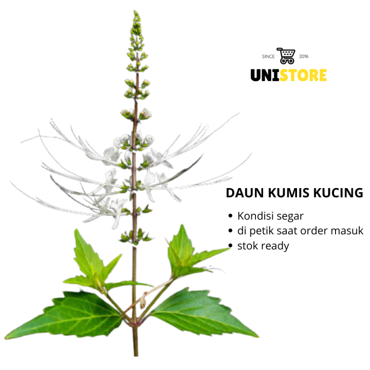 Daun kumis kucing segar | Lazada Indonesia