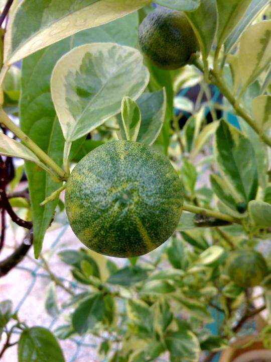 MDC- Variegated Calamansi / Anak Pokok Limau Kasturi Batik (Kahwin) Anak Pokok Tanaman Benih ...