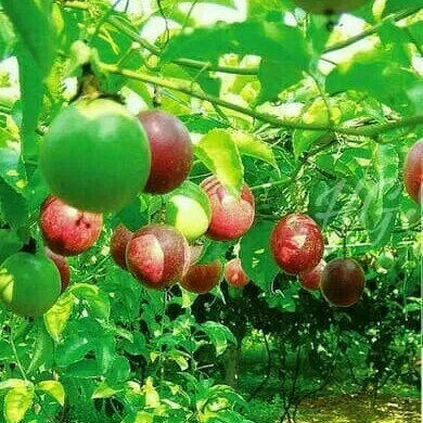 Passion Fruit Seeds Plant Passiflora Climbing Perennial Biji Benih Buah ...