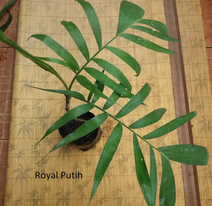 TANAMAN HIAS PALEM BAMBU CAMEDORIA / PALEM BAMBU KOMODORIA | Lazada ...