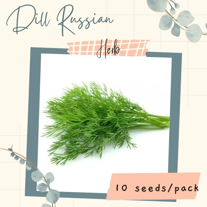 Russian Dill Dukat Seeds for Planting (10 seeds) | Lazada PH