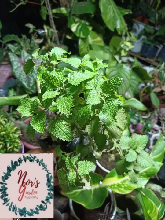 Lemon balm mint | Lazada PH