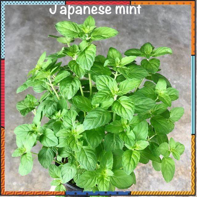 ต้นมิ้นท์ญี่ปุ่น Japanese mint ขนาดกระถาง6 นิ้ว สินค้ามีจำนวนจำกัด ...