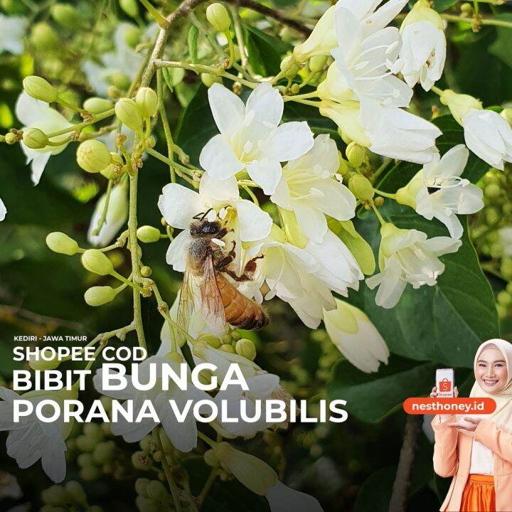 Porana Volubilis ukuran Tanggung | Lazada Indonesia