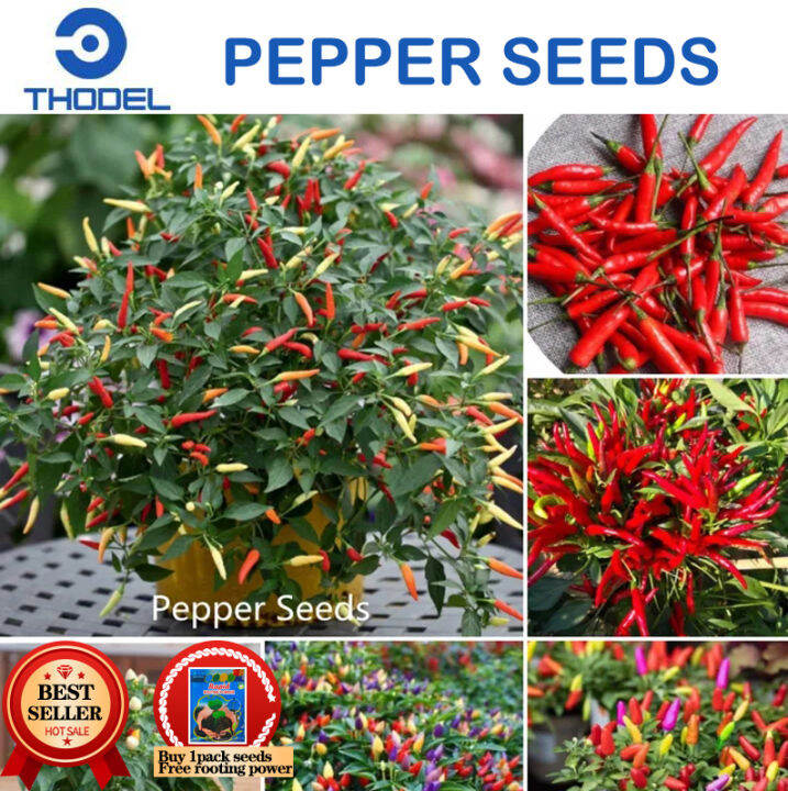 BONSAI LABUYO SEEDS / RARE SEEDS Vegetable Seeds | Lazada PH