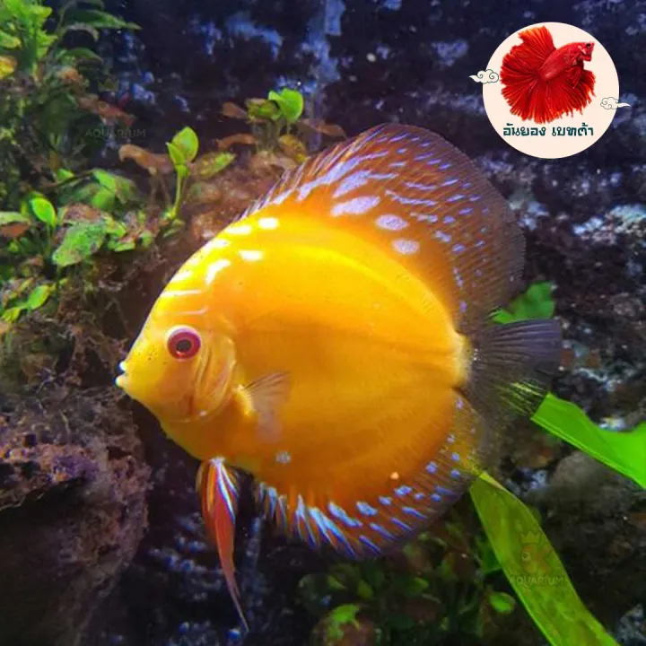 ปลาปอมปาดัวร์ (Pompadour Discus Siam Gold Discus) ไซส์ 4cm.(1ตัว) ปลา ...