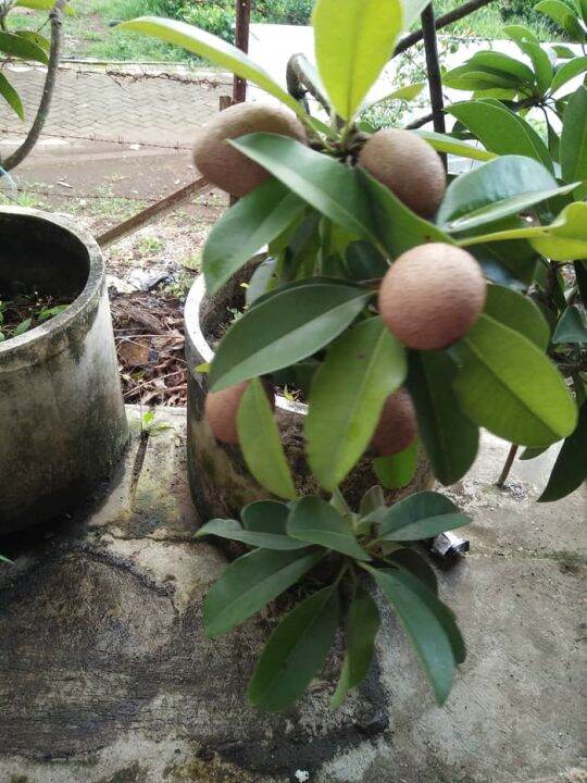 pohon sawo manila sudah berbuah/ tabulampot | Lazada Indonesia