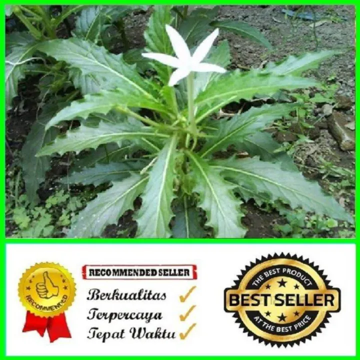 Tanaman Herbal - Bunga Kitolod Obat Mata Rabun Silinder Katarak Min ...