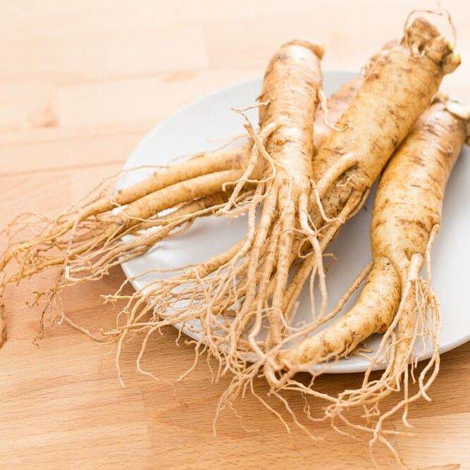 5 BUTIR BIJI/BENIH GINSENG MERAH KOREA | Lazada Indonesia