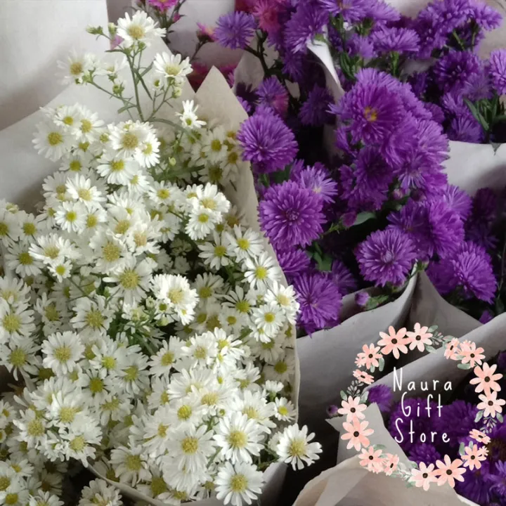 Bunga Pikok / Peacock Segar Isi 5 Tangkai | Lazada Indonesia