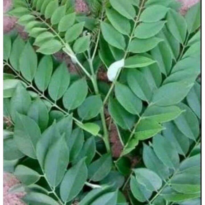 Daun dadap Cangkring atau daun gamal segar 1 kilo | Lazada Indonesia