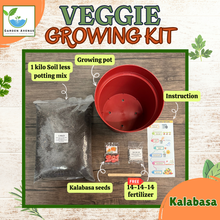 KALABASA GROWING KIT - READY TO USE/COMPLETE PACKAGE/POT/SOIL/SEEDS ...