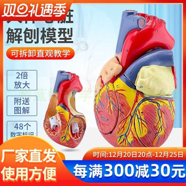 2 x magnification heart anatomy model structure of human body heart ...