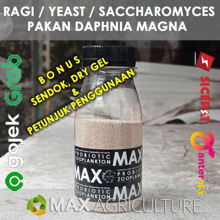 Ragi Yeast Jamur Saccharomyces Sakaromises pakan instant daphnia magna ...