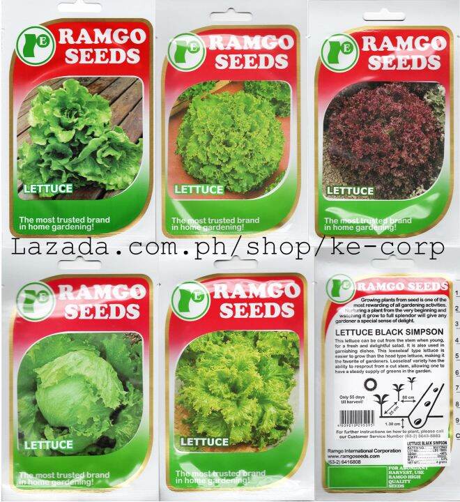 Ramgo Seeds Lettuce Leafy Lollo Bionda & Lettuce Black Simpson | Lazada PH