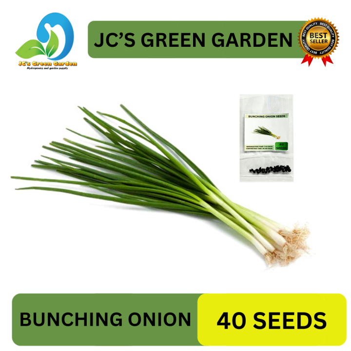 VALUE PACK (40 SEEDS) DAHON NG SIBUYAS/BUNCHING ONION -/JAKKOU VARIETY ...