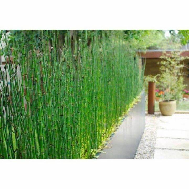 tanaman hias bambu air - bambu air | Lazada Indonesia