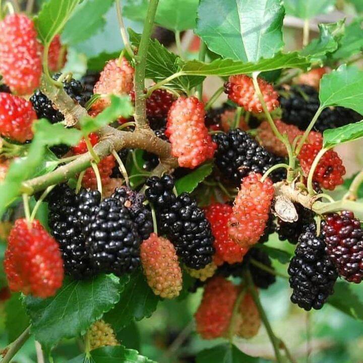Bibit tanaman murbei / pohon mulberry bibit tanaman black bary tanaman ...