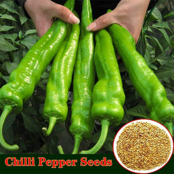 Long Bell Pepper Organic Vegetable Plants Big Sweet Pepper for Garden ...