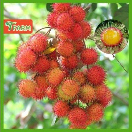 【Malaysia】Pokok rambutan berdaging kuning, anak pokok rambutan berbuah ...