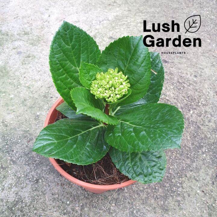 (Ada Bunga) Hydrangea / Bunga Tiga Bulan / Siti Zubaidah 绣球花 140mm Pot ...