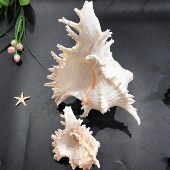 Tirgat Thousand hand snail chrysanthemum snail natural conch shell ...