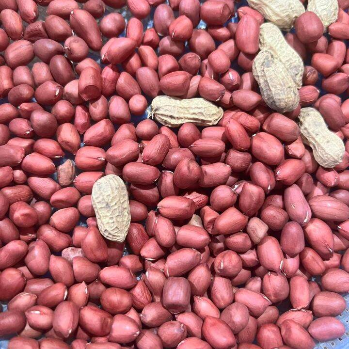 LẠC ĐỎ NƯƠNG TÂY BẮC LẠC TA / NHÂN ĐẬU PHỘNG ĐỎ HÀNG CHỌN TO ĐỀU HẠT ...