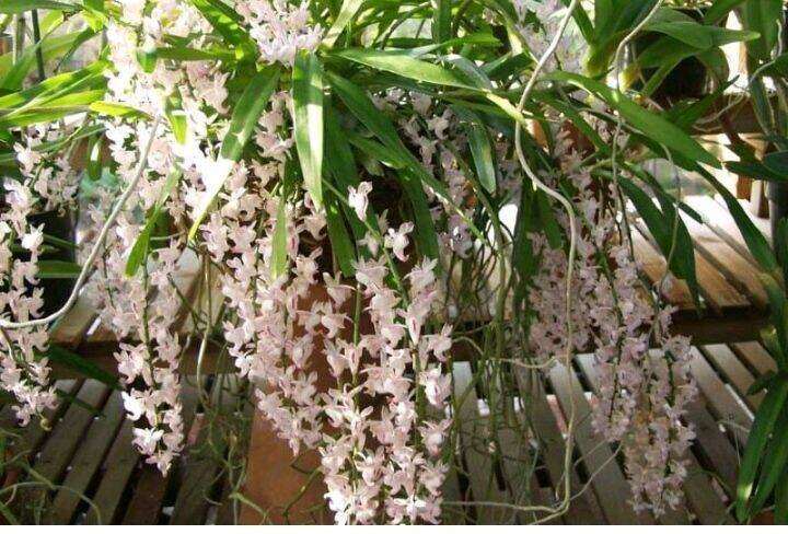 anggrek kuku macan bunga yang super harum dan sangat mudah perawatannya ...