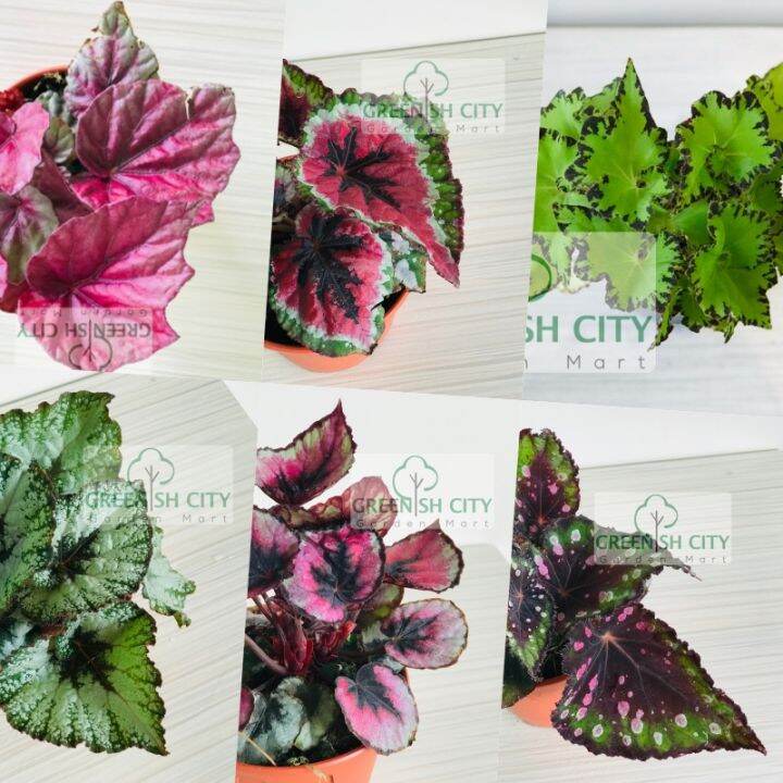 GNC - Begonia Rex Variegated Live Plant Pokok Resam Batu Indoor Hiasan ...
