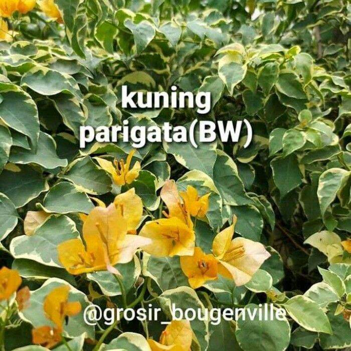 bunga bougenville kuning varigata | Lazada Indonesia