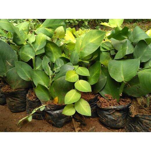 readystok Tanaman Dollar, Pohon Dolar Daun Gede | Lazada Indonesia