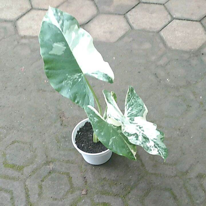 tanaman hias sente varigata/ Alocasia Macrorrhiza Variegata tahan air ...